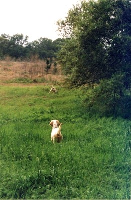 AKC1 « Biletnikoff Award